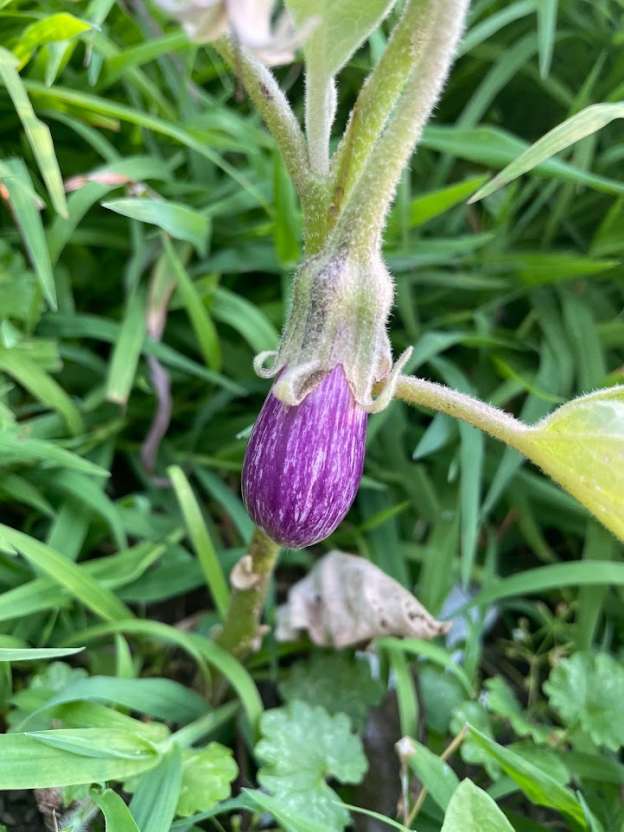 Farming Practices – 11 Kettle Farm